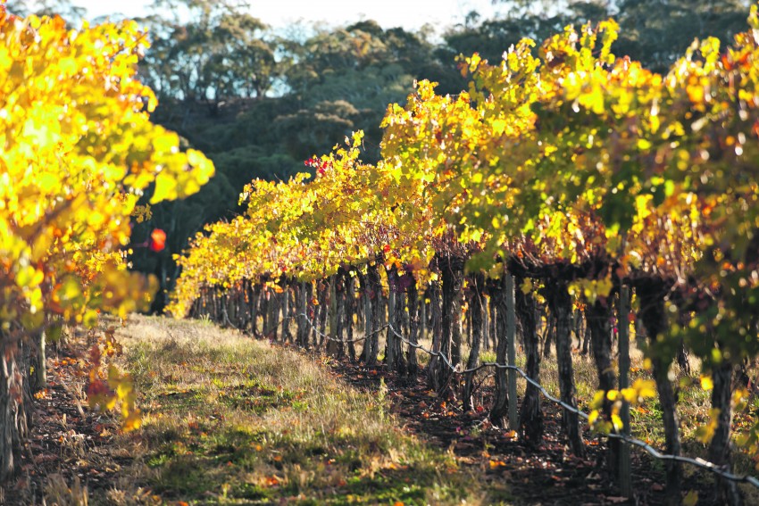 A Taste of Clare Valley - The Adelaide Review