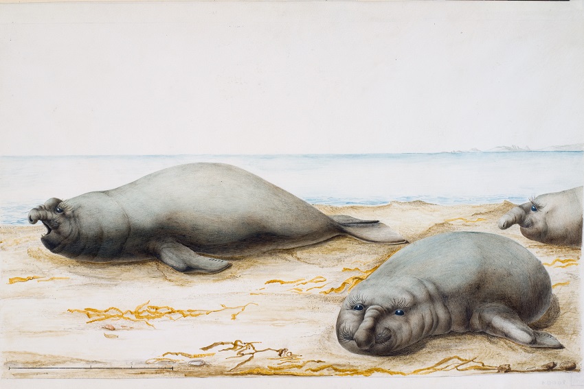 Nicolas Baudin's Napoleonic Mission for Art and Science in South ...