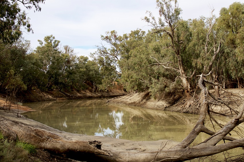 A good plan to help Darling River fish recover exists - The Adelaide Review