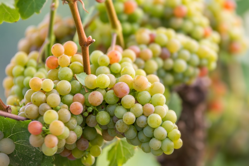 Savagnin goes yellow, weird and wonderful - The Adelaide Review