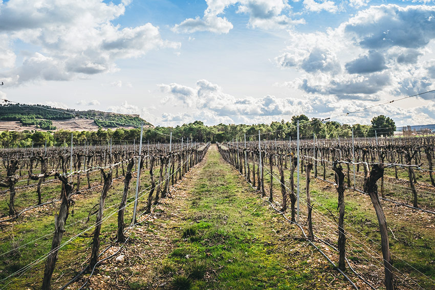 Hentley's untempered tempranillo - The Adelaide Review