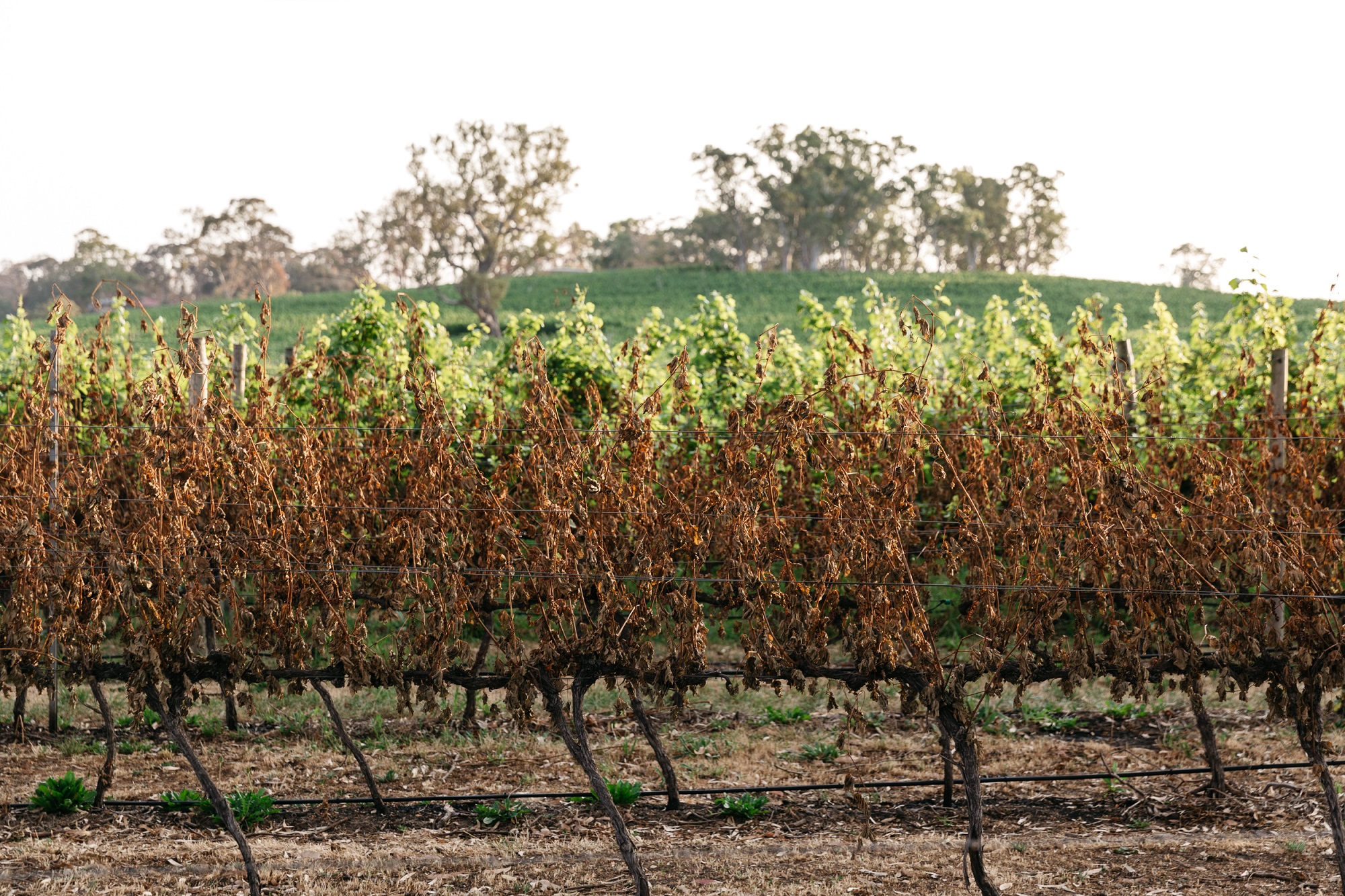 Bushfire-affected South Australian businesses tell us how to help - The ...