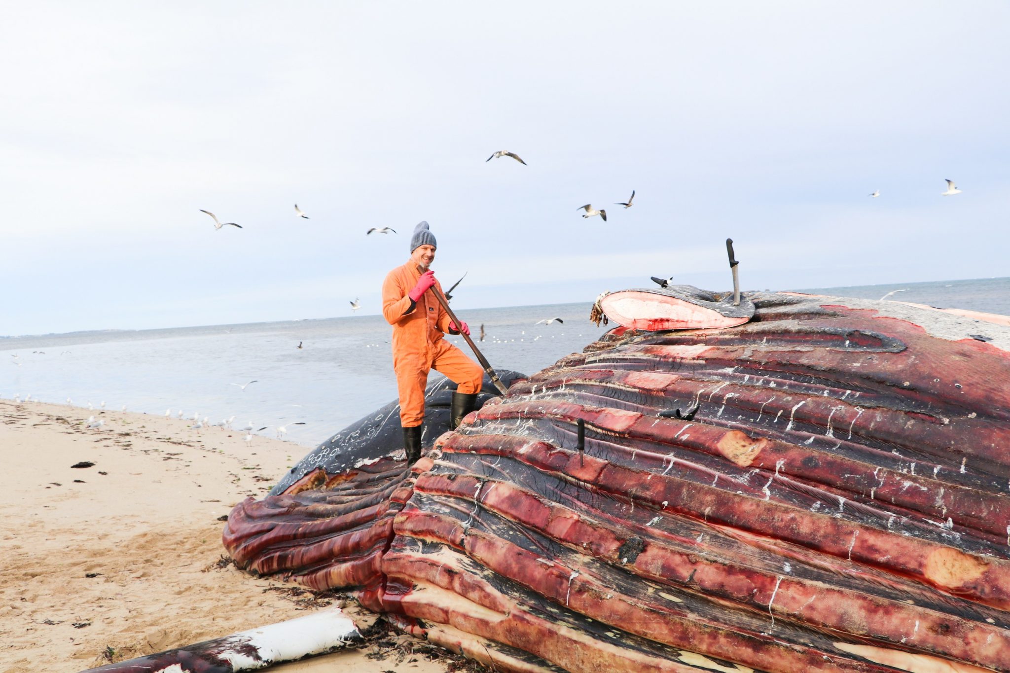 New museum podcast lends an ear to exploding whales and colonial ...