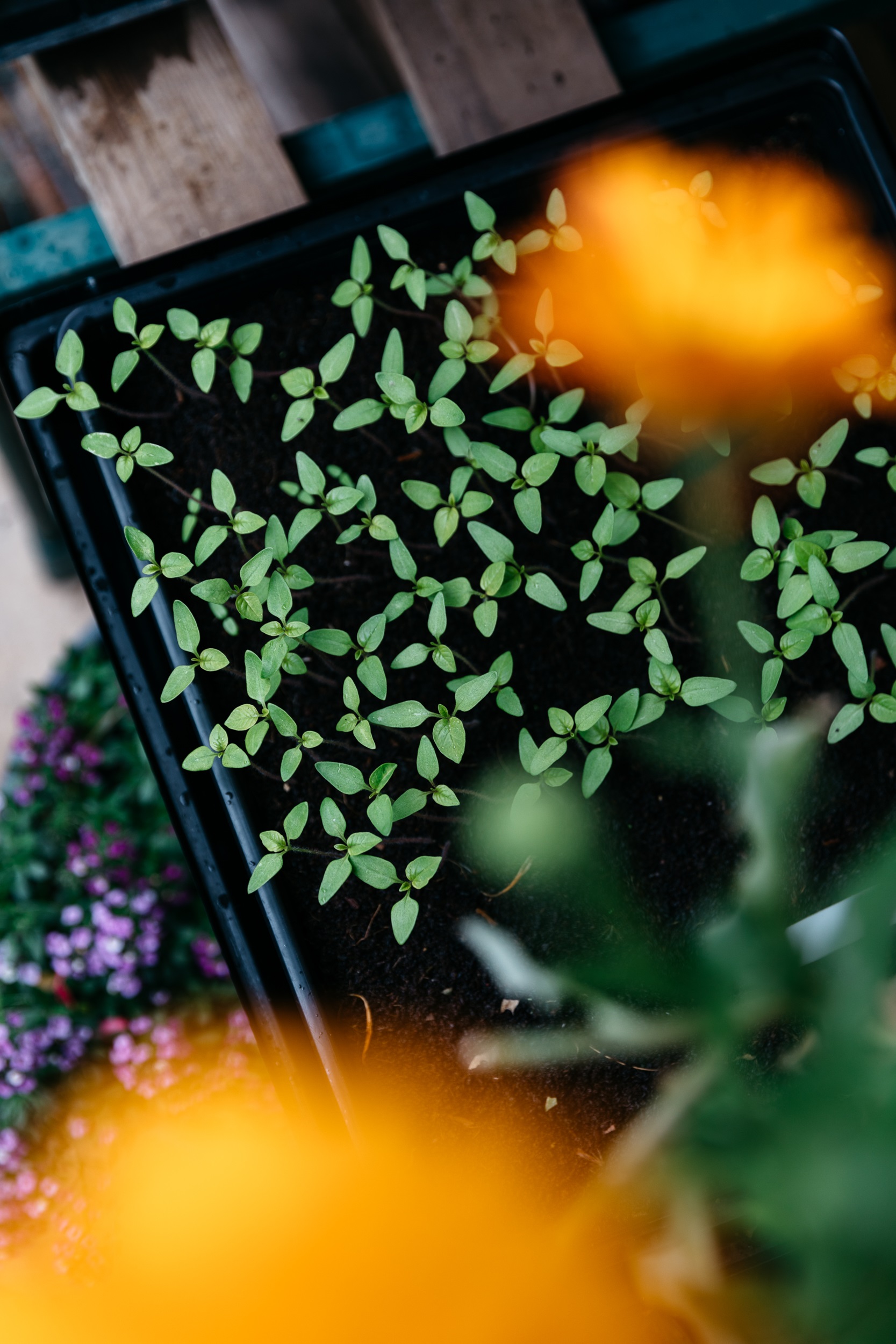 From little things, big things grow – The Adelaide Review